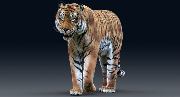 3D tiger rigged fur 1 - TurboSquid 1271377