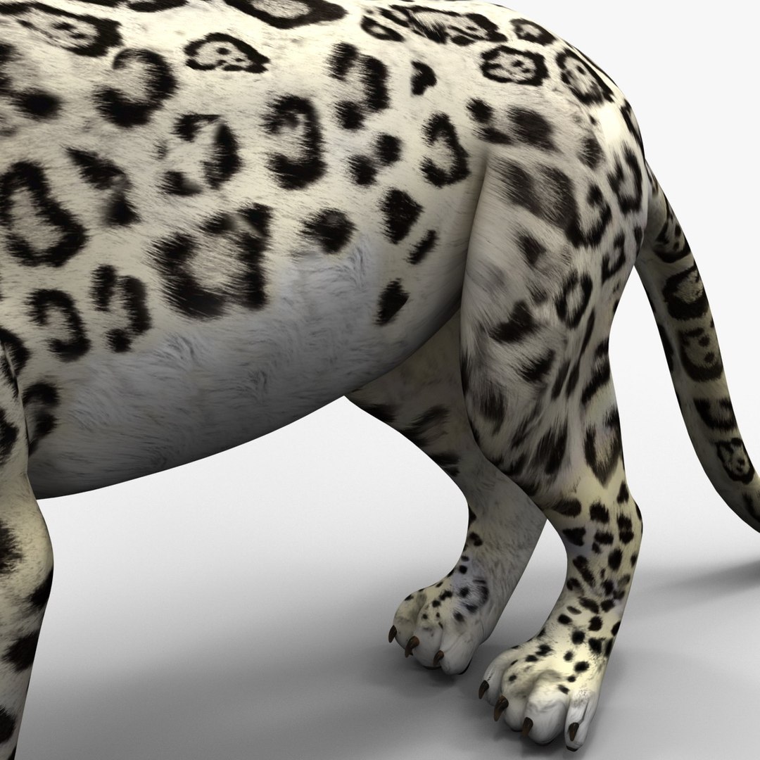 Snow Leopard 3d Model