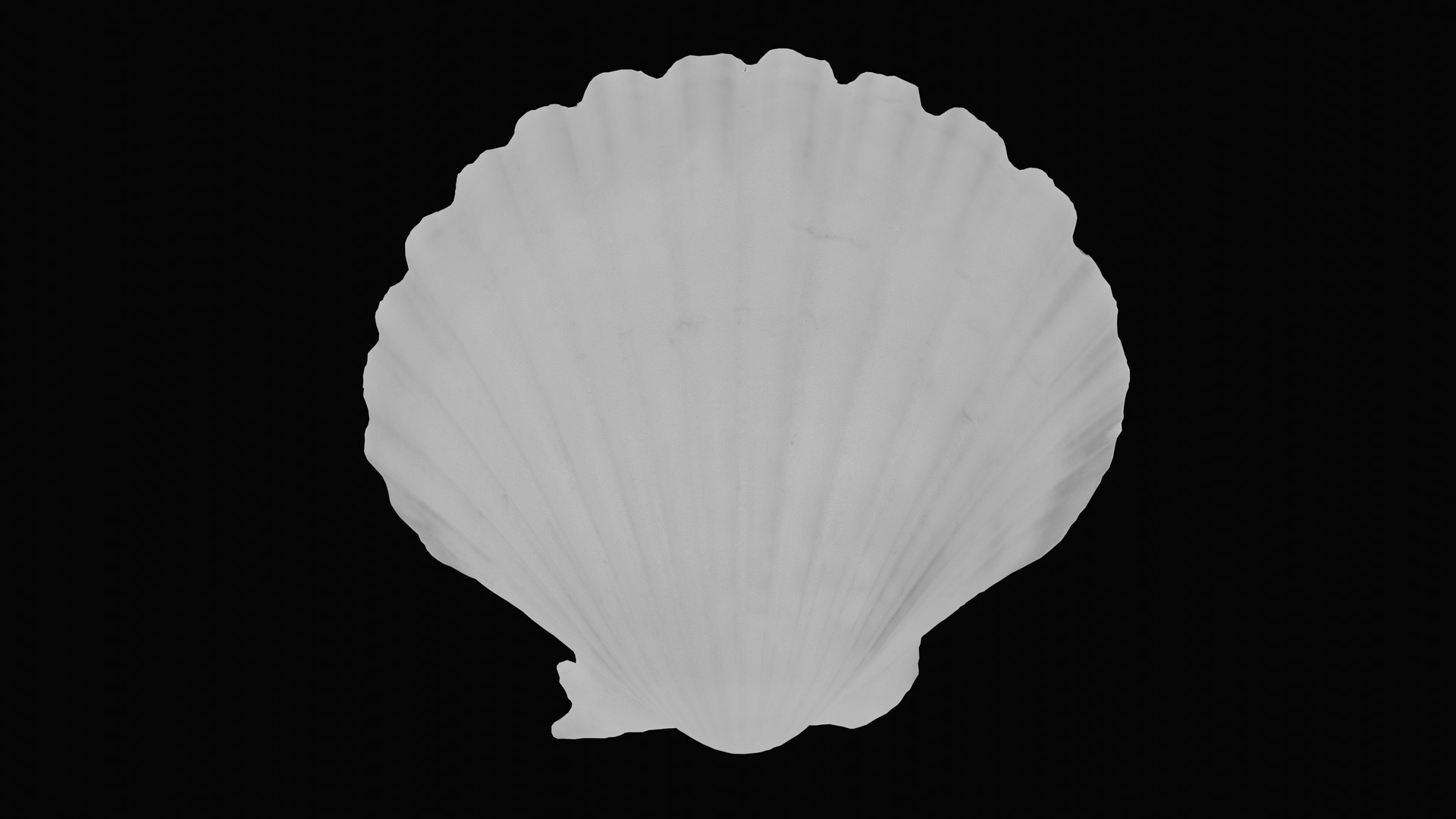 3D sea scallop shell - TurboSquid 1627571