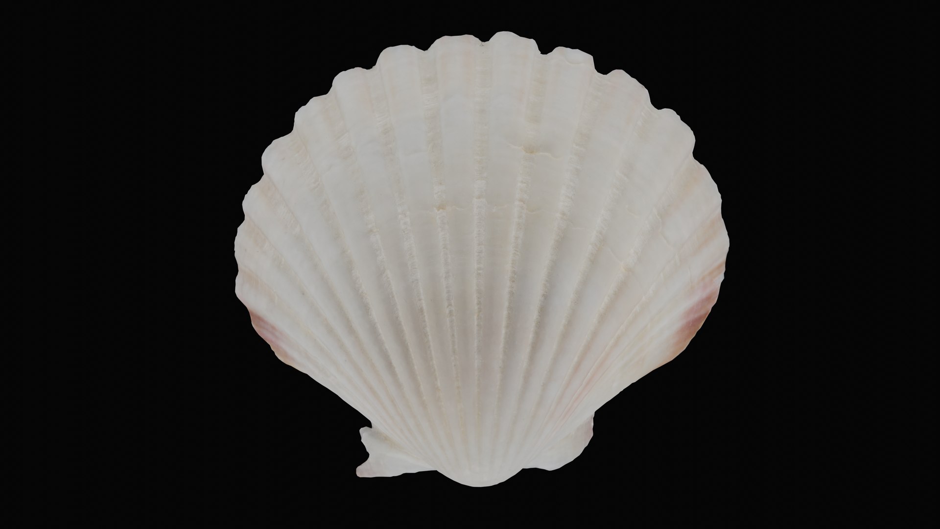 3D sea scallop shell - TurboSquid 1627571