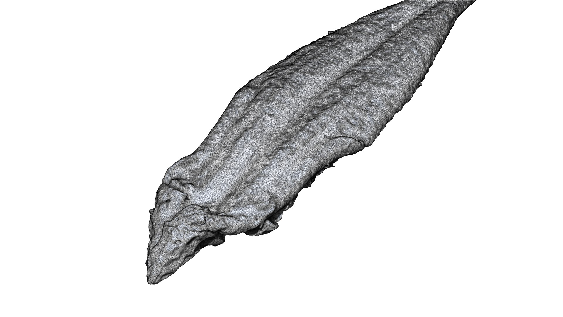 Grilled Eel 3D CT Scan Model Decimate 80 Percent Model - TurboSquid 1965546