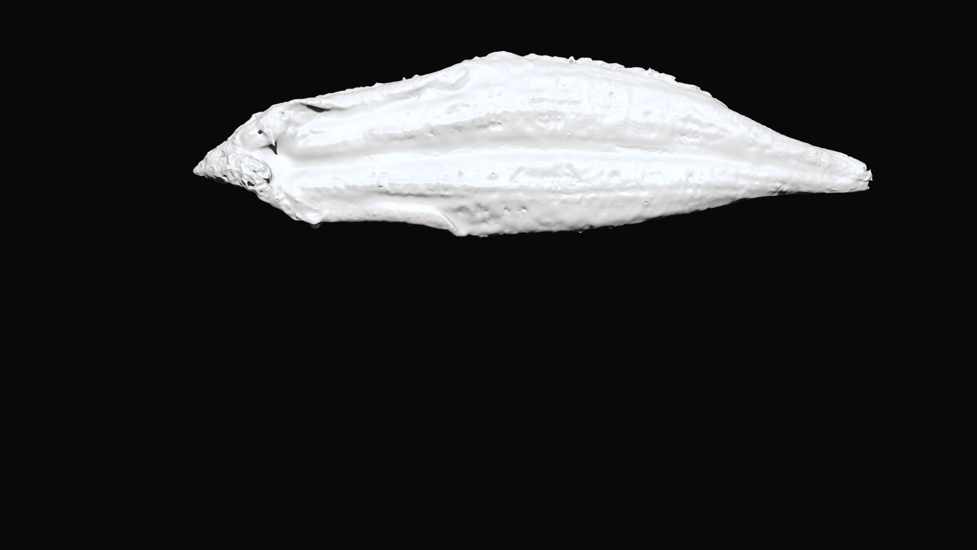 Grilled Eel 3D CT Scan Model Decimate 80 Percent Model - TurboSquid 1965546
