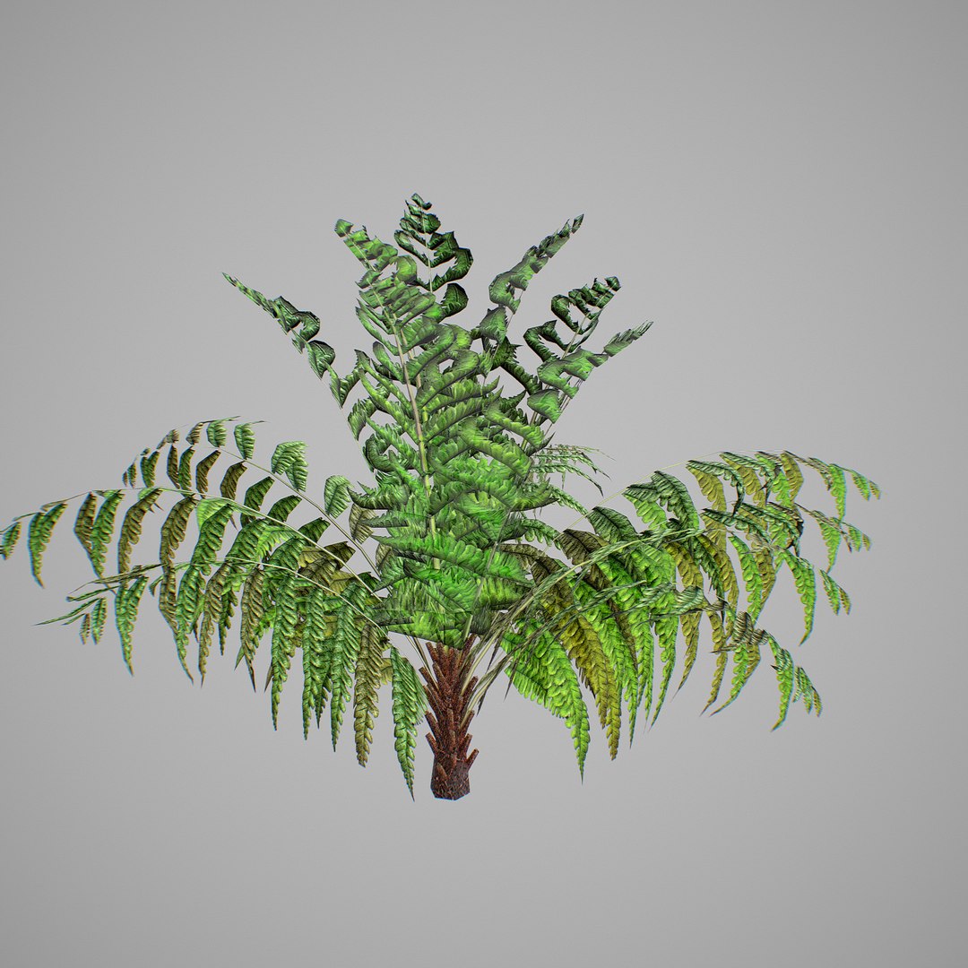 3D Alsophila Fern Young Model - TurboSquid 1340364