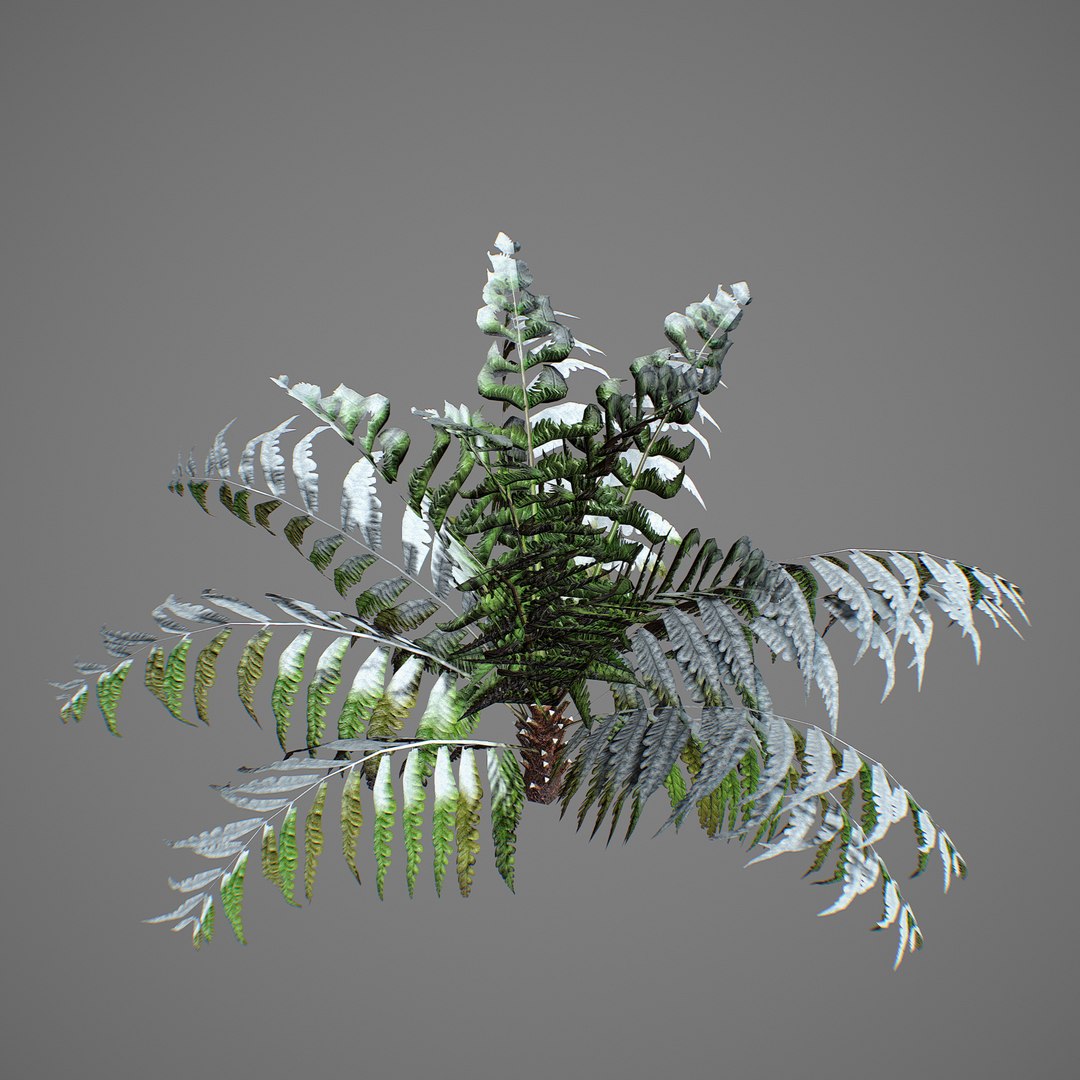 3D Alsophila Fern Young Model - TurboSquid 1340364