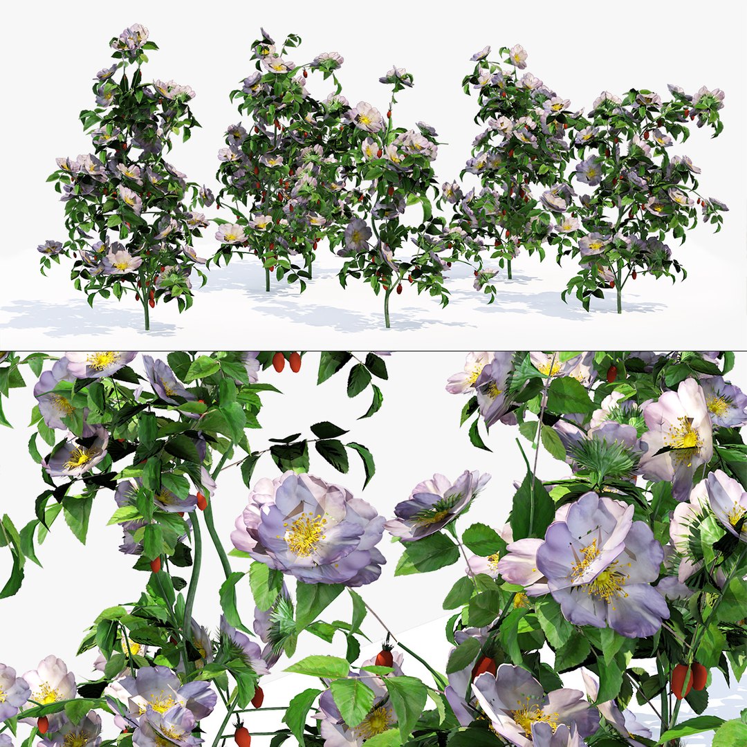 Wild Rose Flower Cluster 3D Model - TurboSquid 2024054