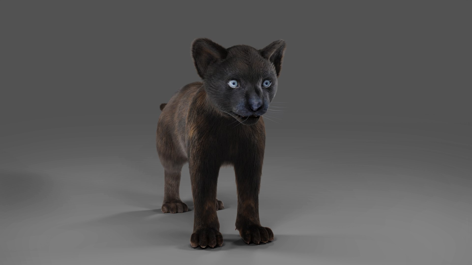 3D Fur Baby Black Panther NO Rigged In Blender 3D Model - TurboSquid ...
