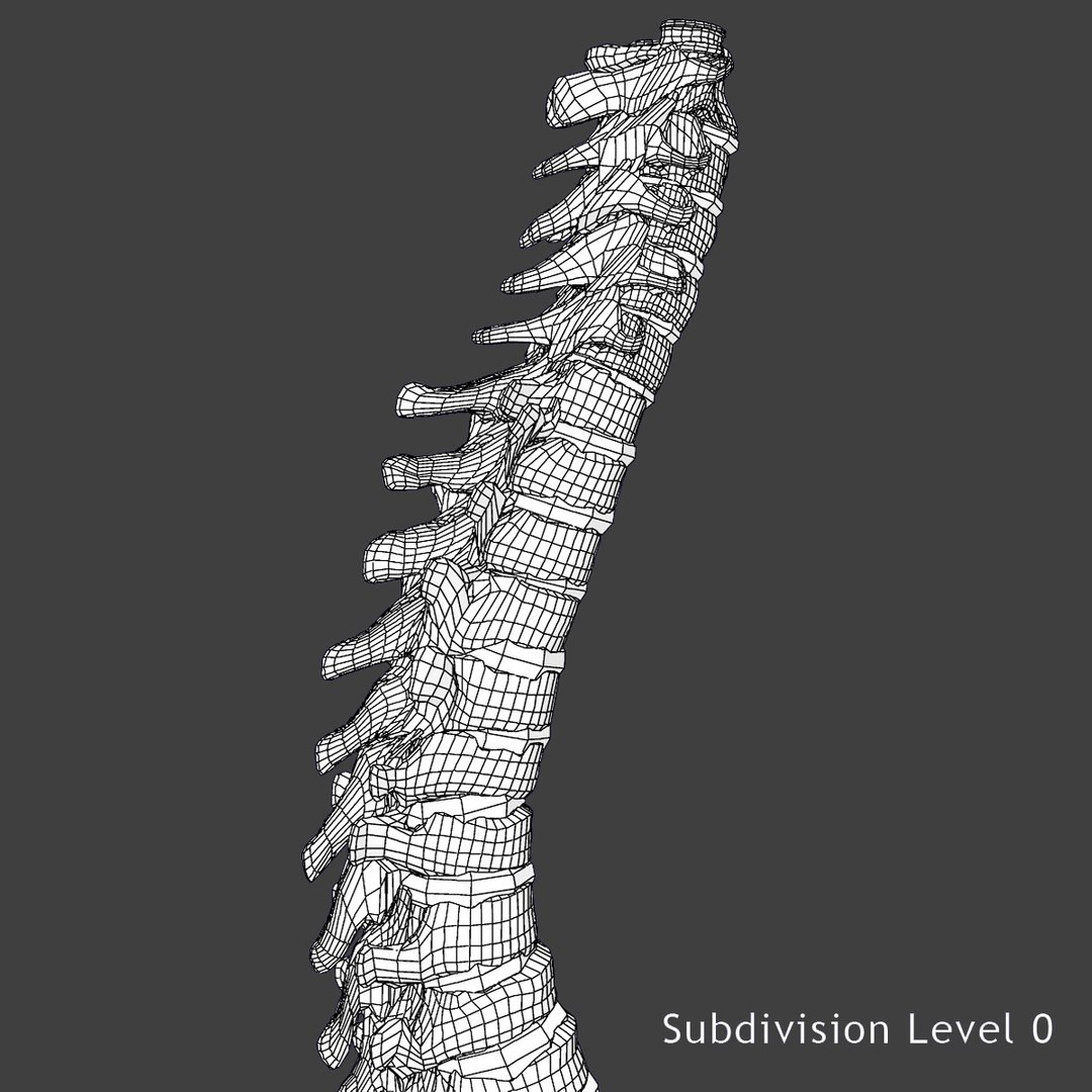Human Spine 3d Model