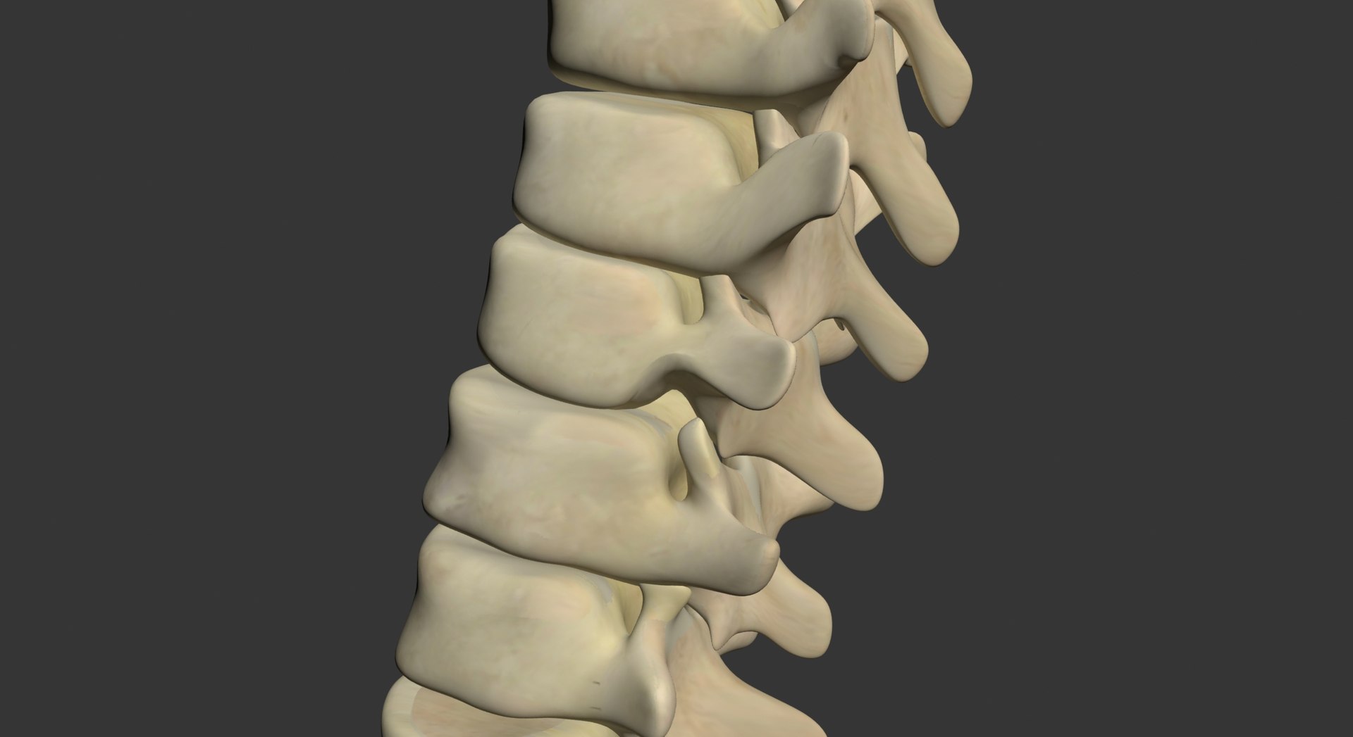 Human Spine 3d Model