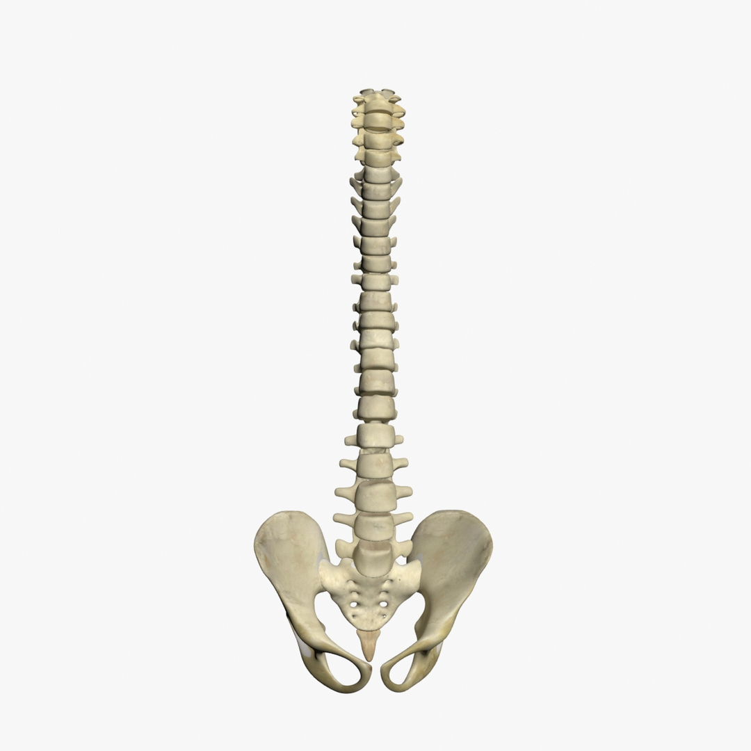 Human Spine 3d Model