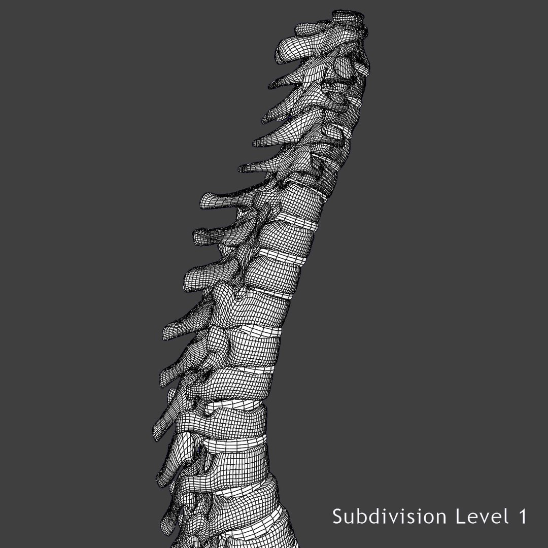 Human Spine 3d Model