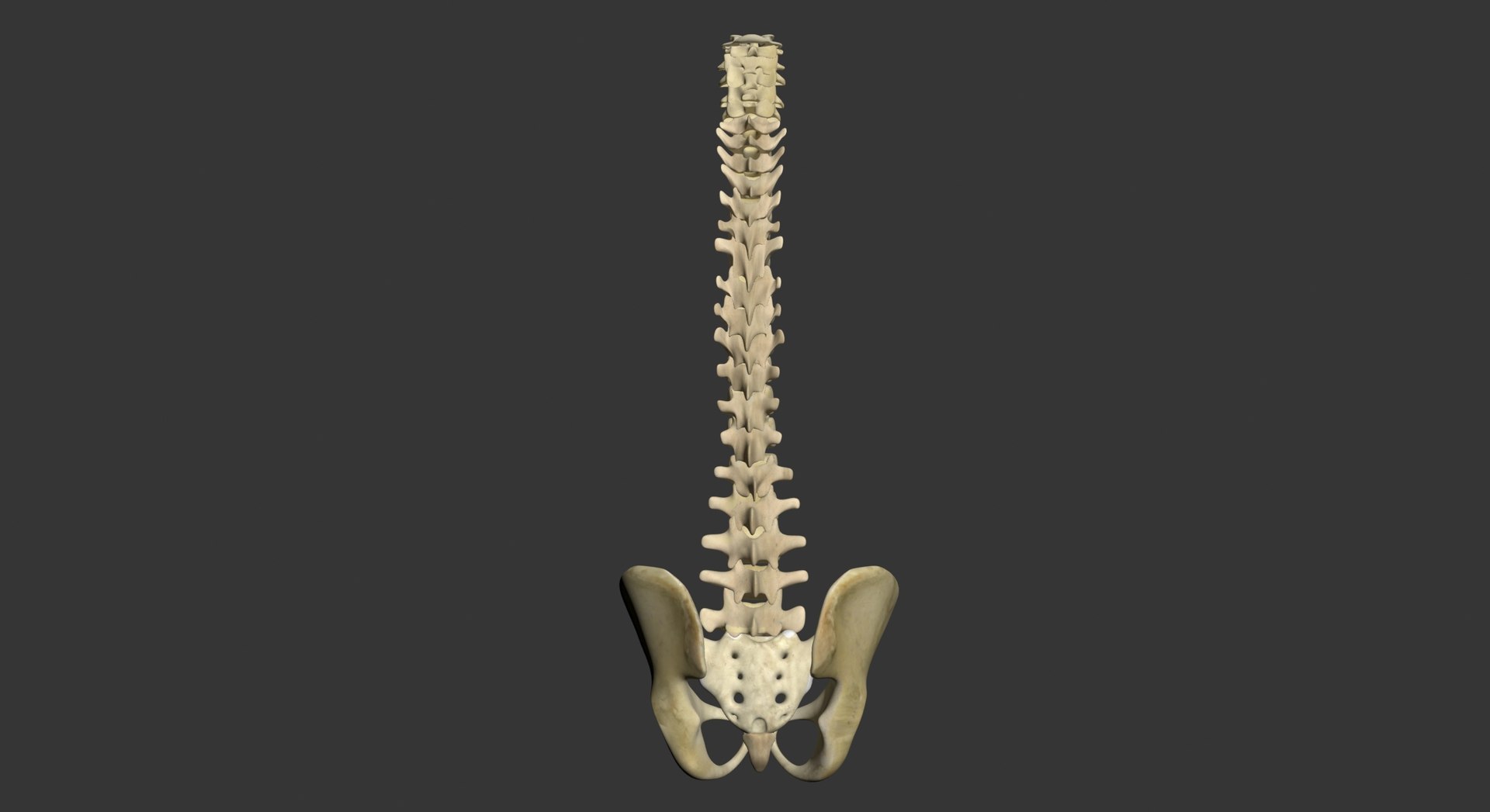 Human Spine 3d Model