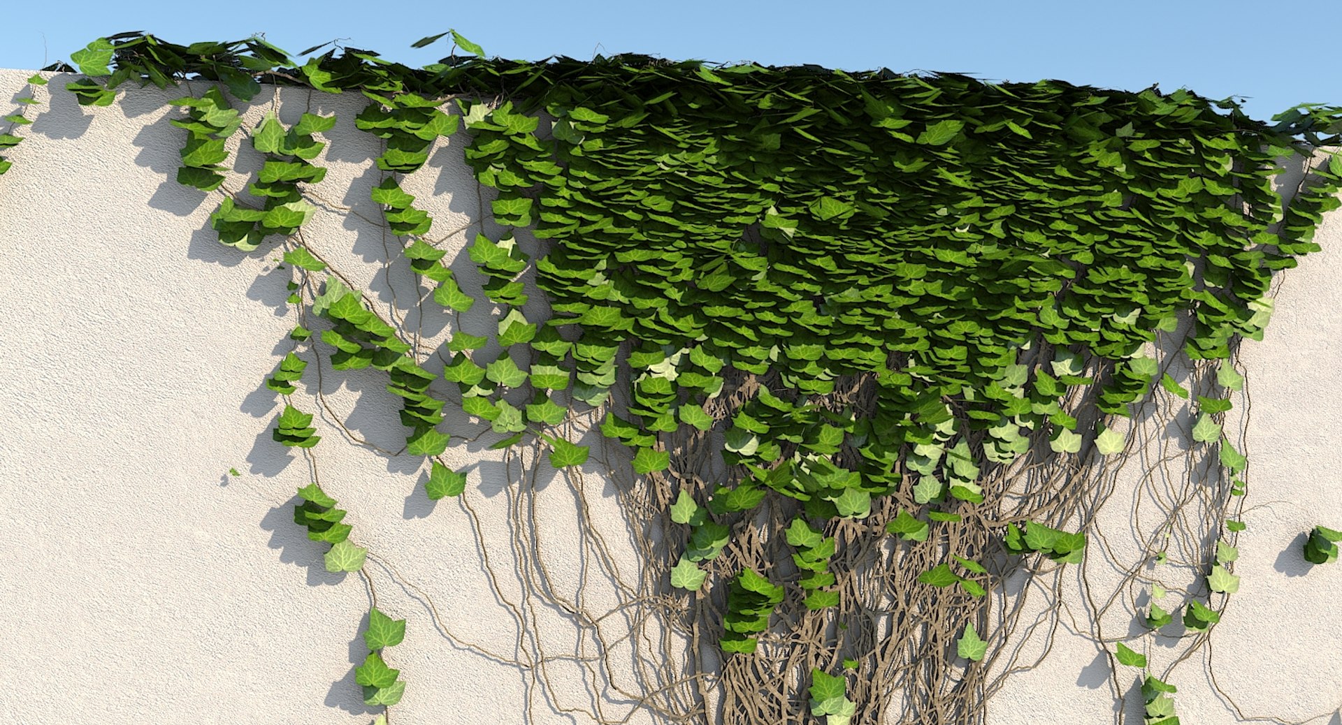 Wall Ivys 3D Model - TurboSquid 1407029