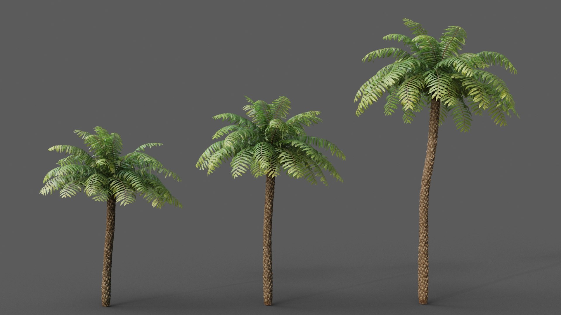 3D XfrogPlants Rough Tree Fern - Cyathea Australis - TurboSquid 1780873