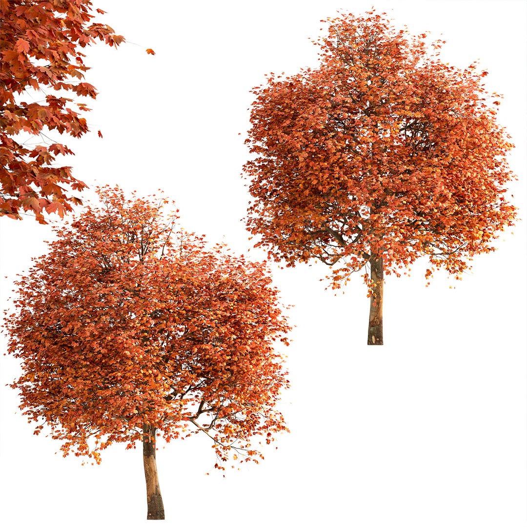 Set Of Sugar Maple Or Acer Saccharum Trees - 2 Trees 3D Model ...