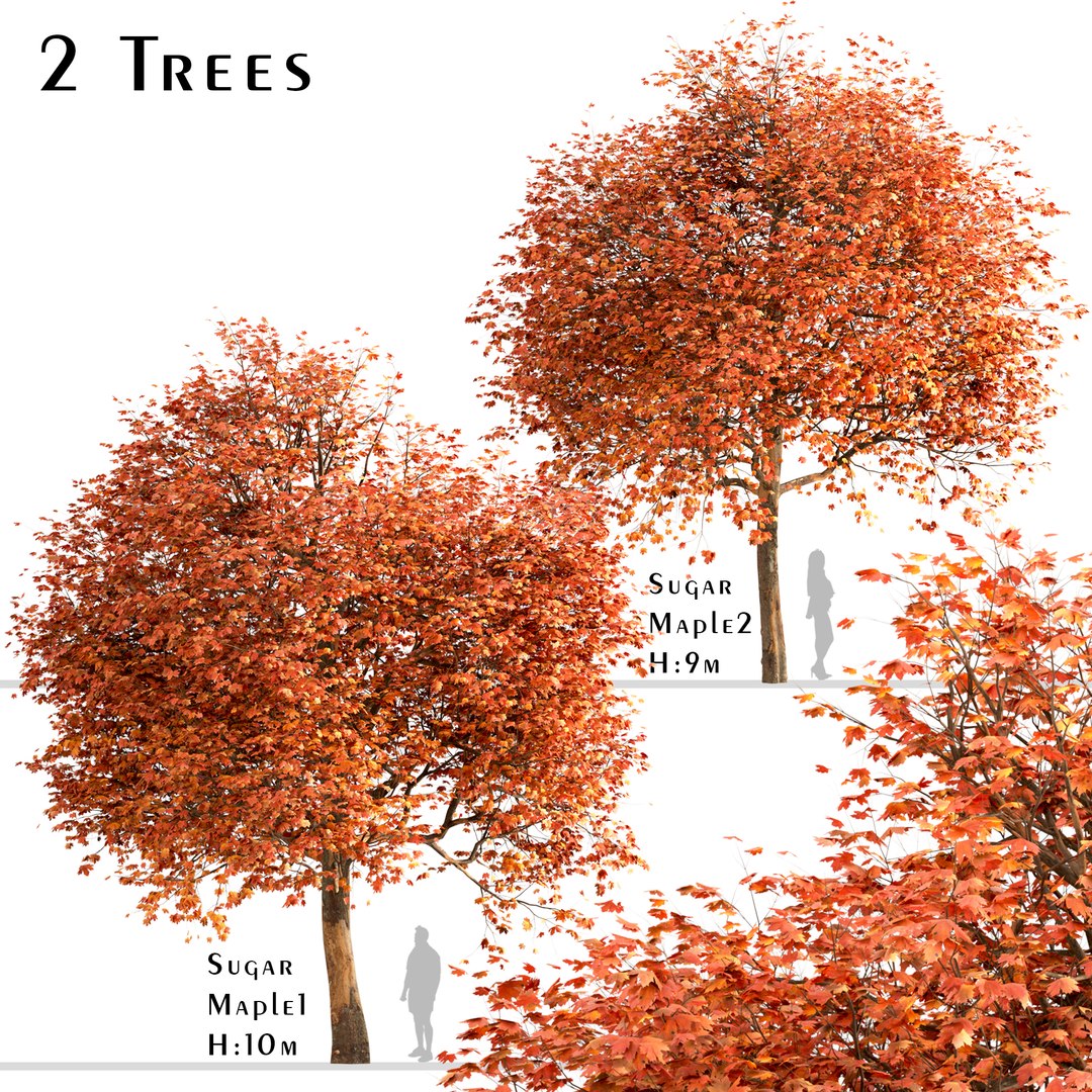 Set Of Sugar Maple Or Acer Saccharum Trees - 2 Trees 3D Model ...