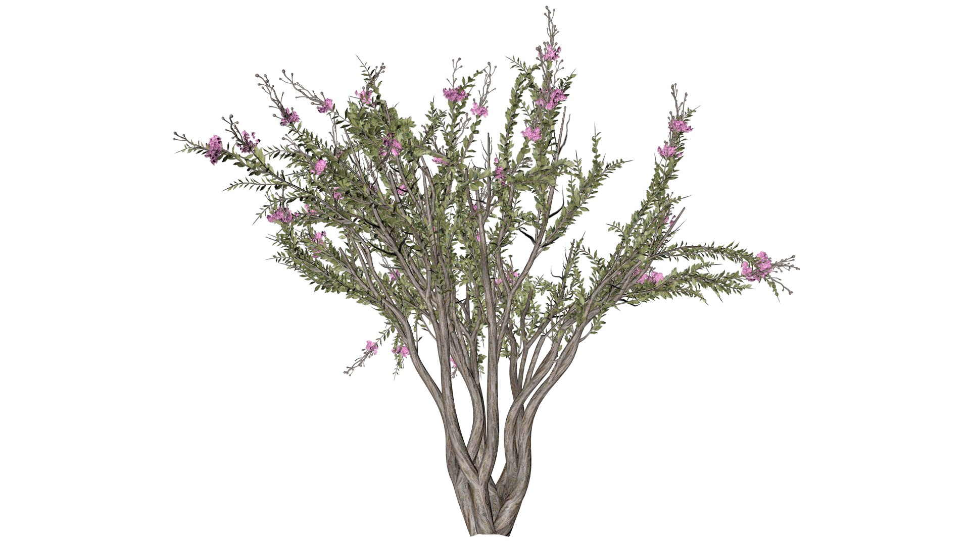 Crape Myrtle Tree - 10 - 3D Model - TurboSquid 2375788