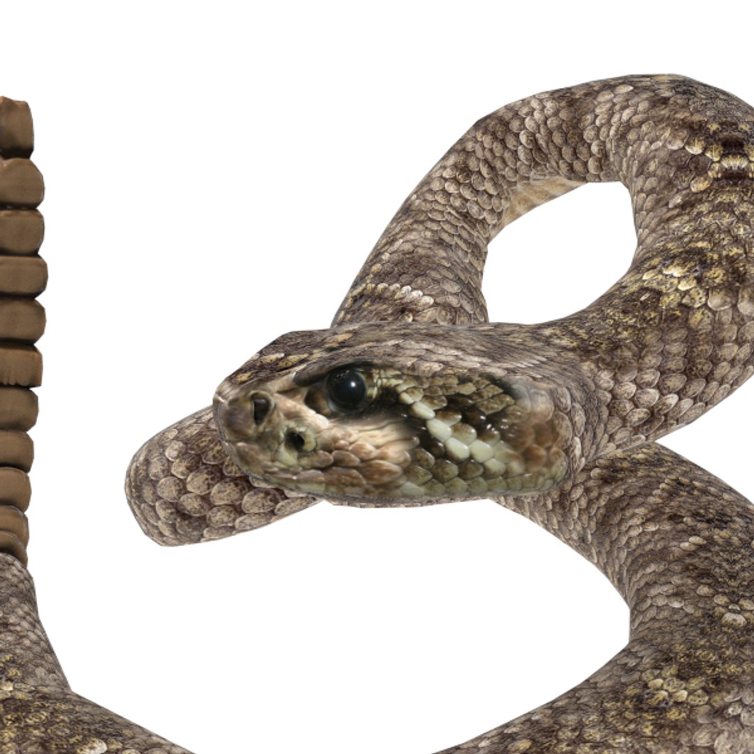 Snake Rattlesnake 3d Model