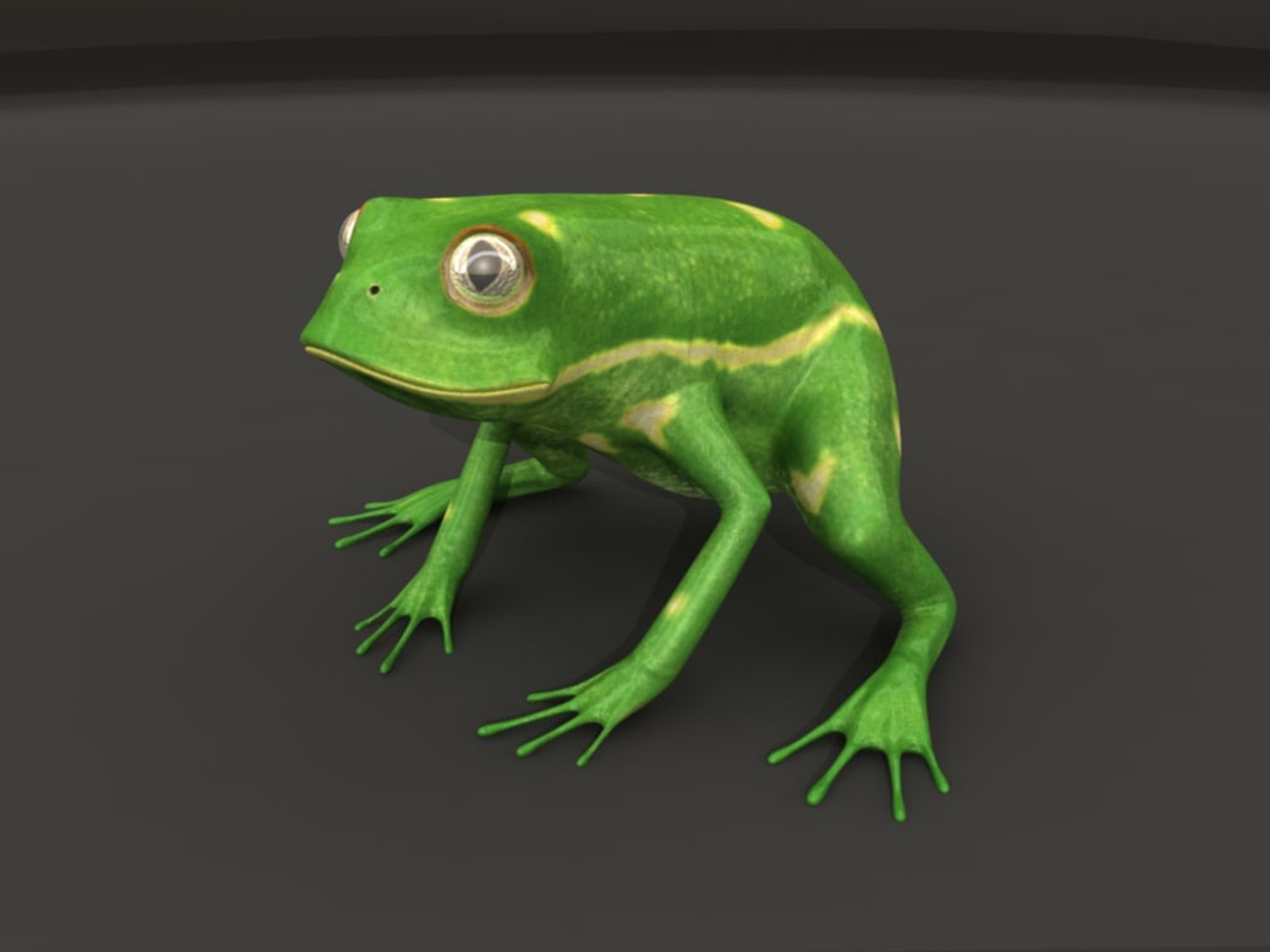Ma Fully Rigged Frog