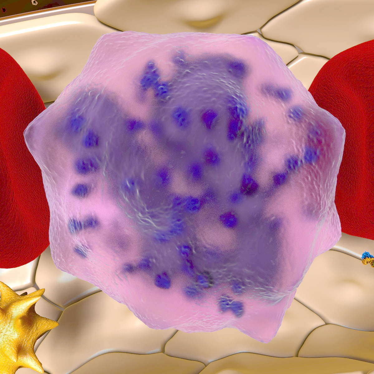 blood vessel cells 3d c4d