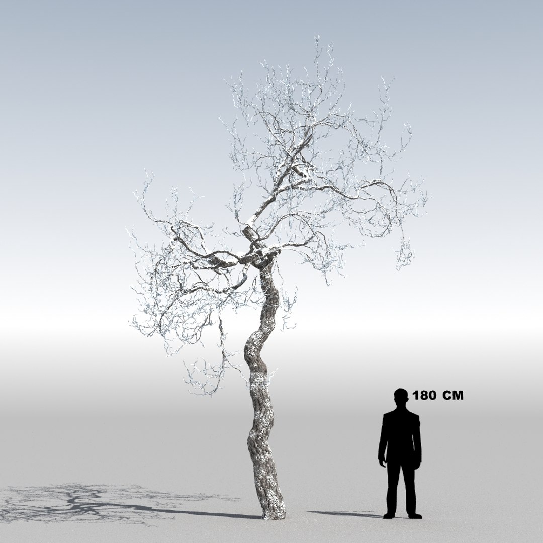 3d Model Broadleaf Leaf Tree