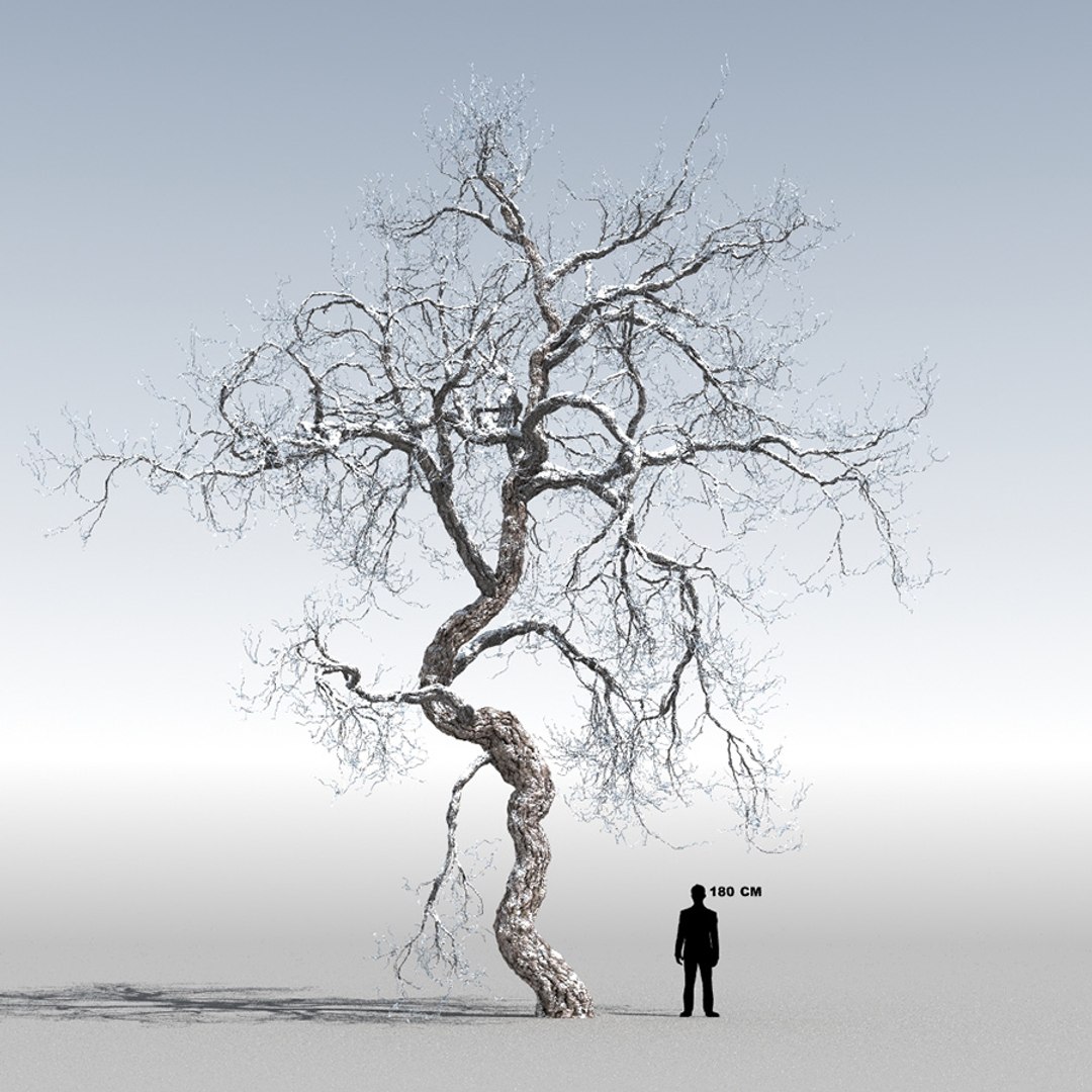 3d Model Broadleaf Leaf Tree