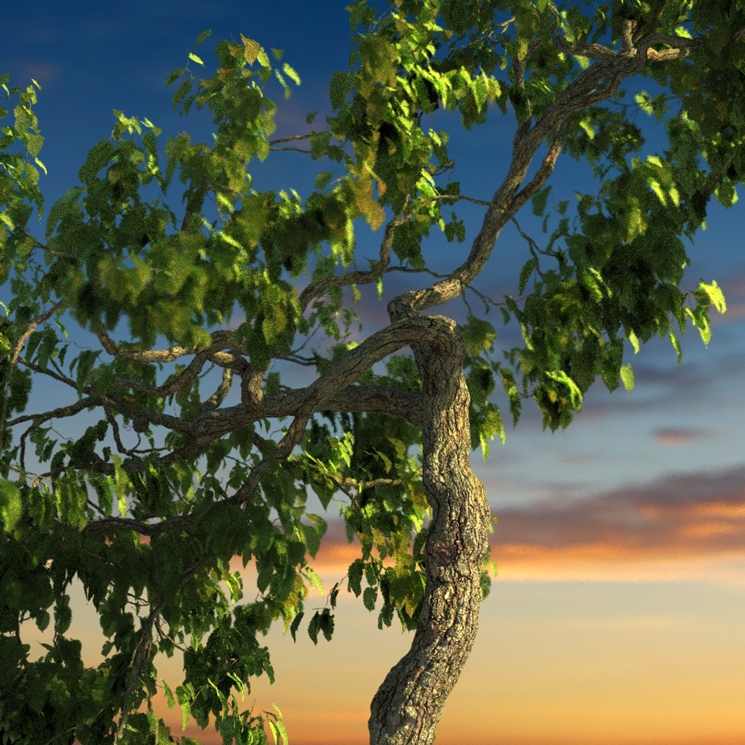 3d Model Broadleaf Leaf Tree
