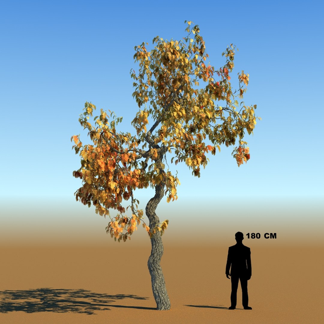 3d Model Broadleaf Leaf Tree