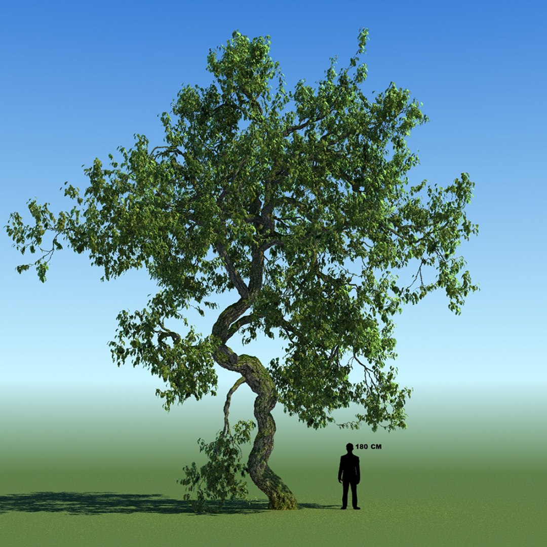 3d Model Broadleaf Leaf Tree