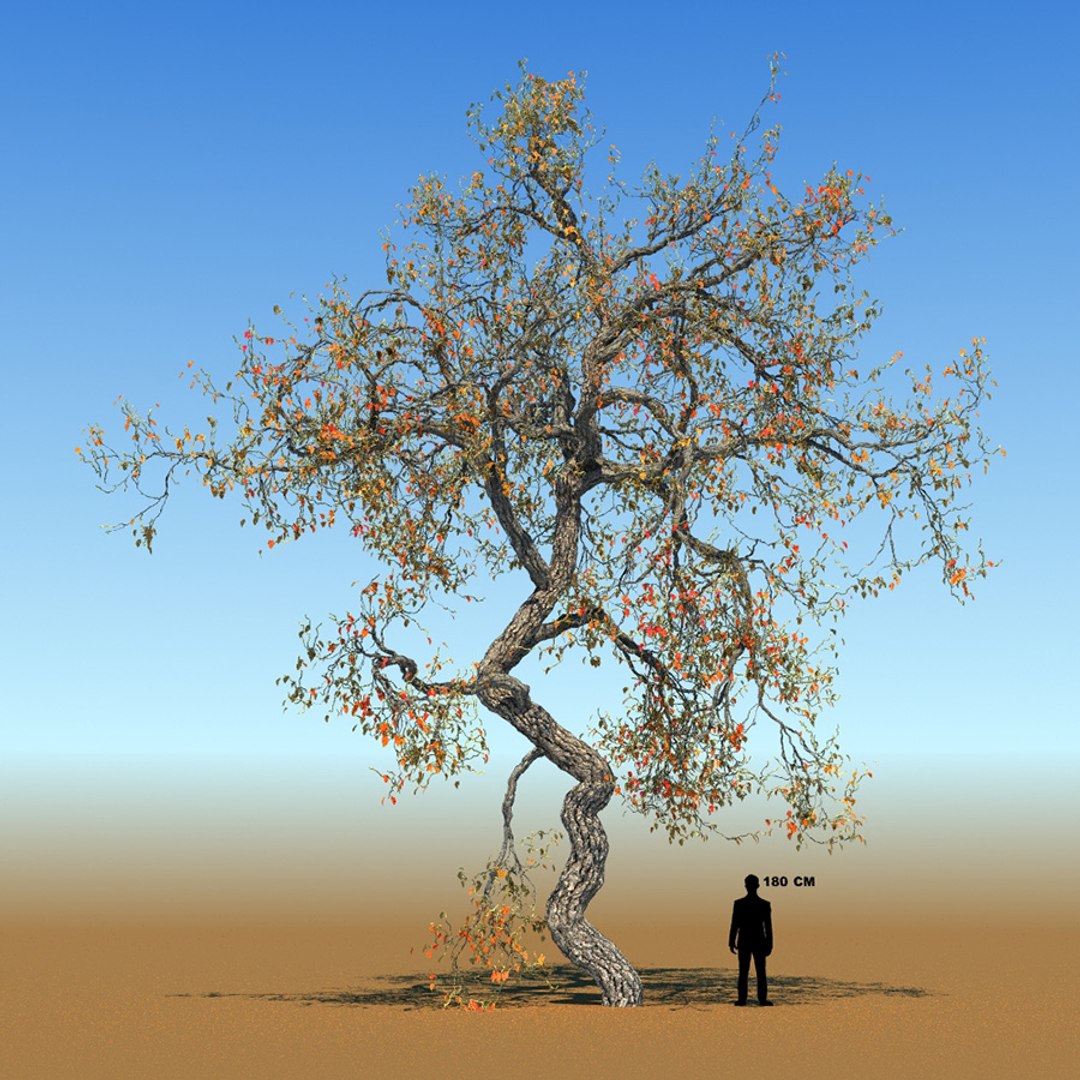 3d Model Broadleaf Leaf Tree