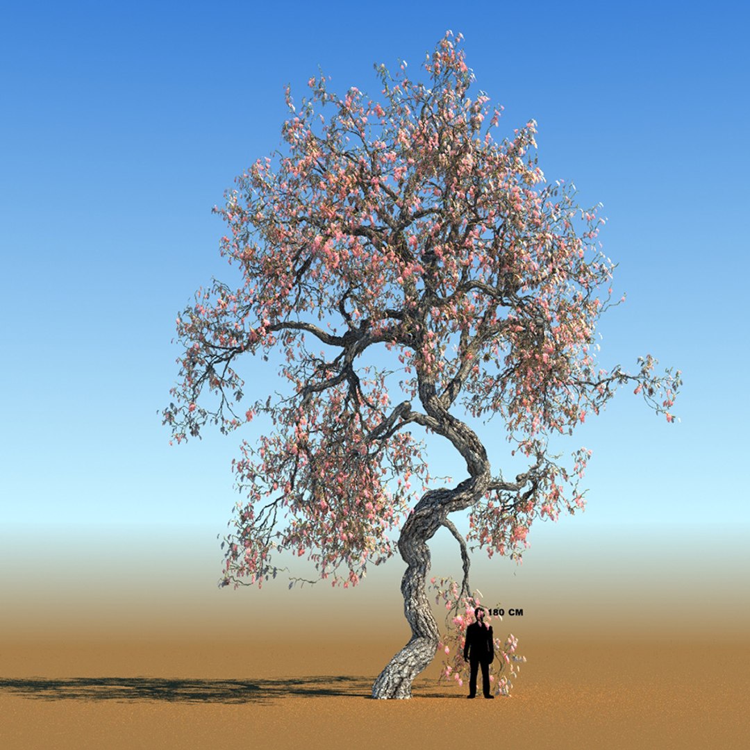3d Model Broadleaf Leaf Tree