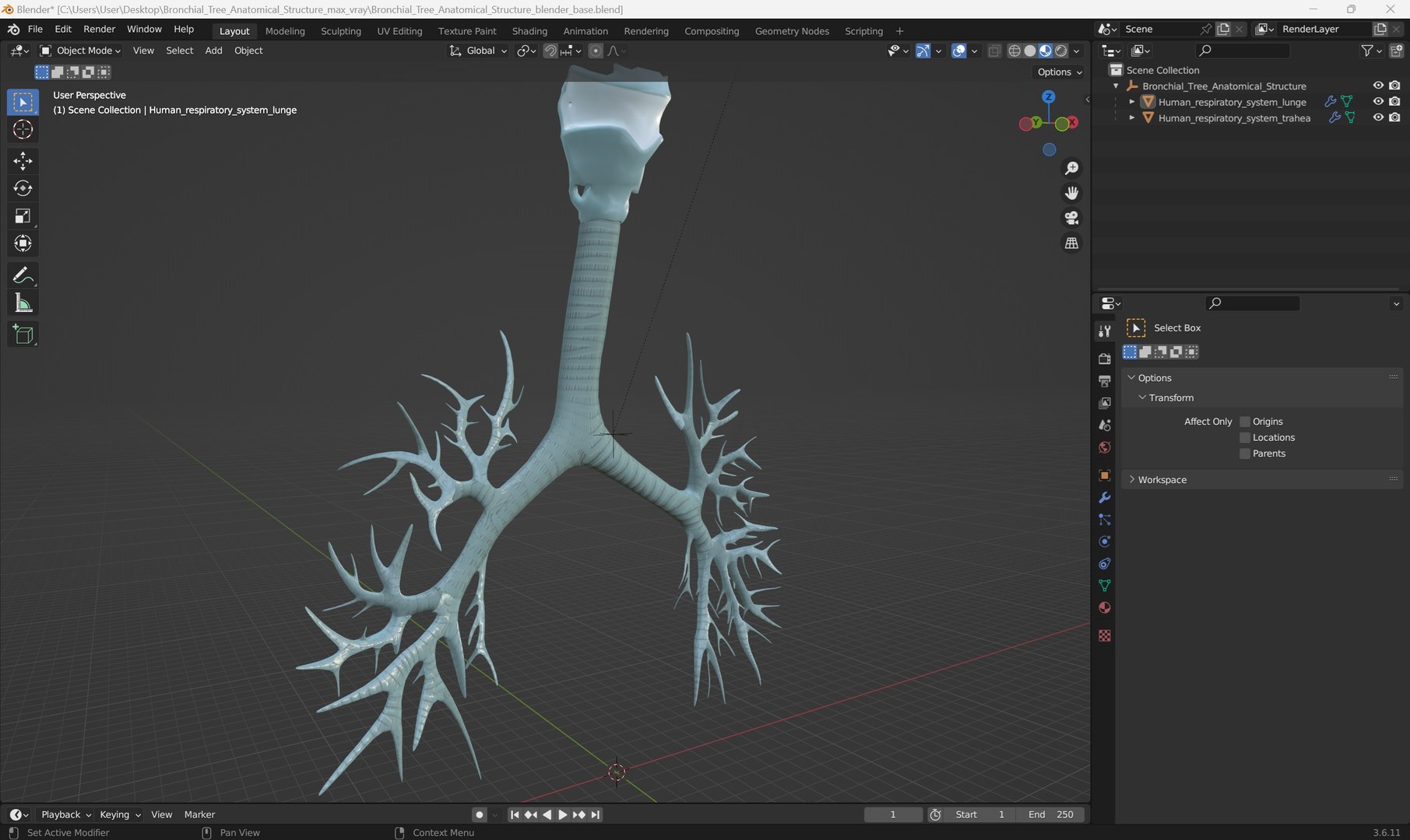3D Bronchial Tree Anatomical Structure - TurboSquid 2389342