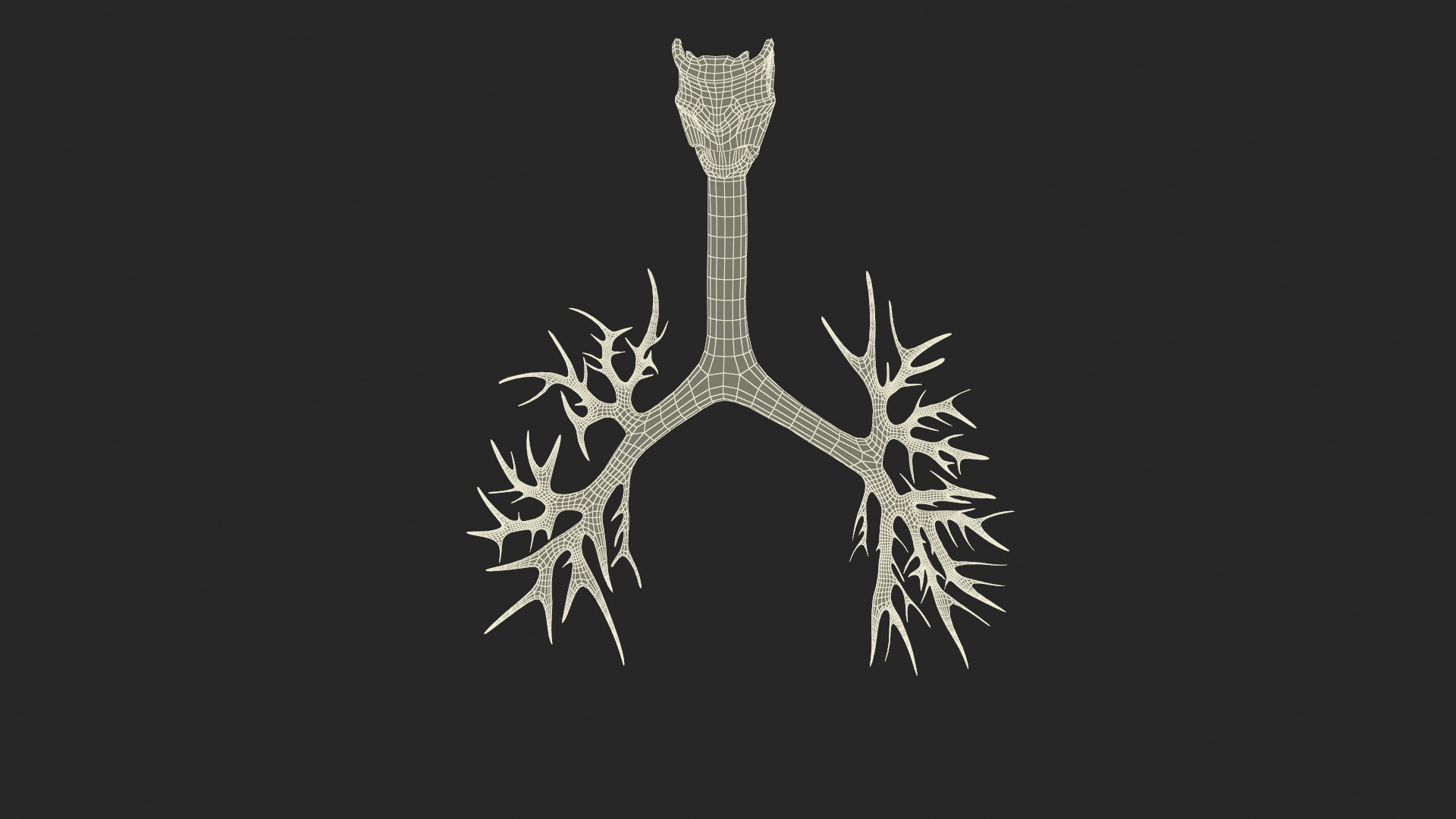 3D Bronchial Tree Anatomical Structure - TurboSquid 2389342