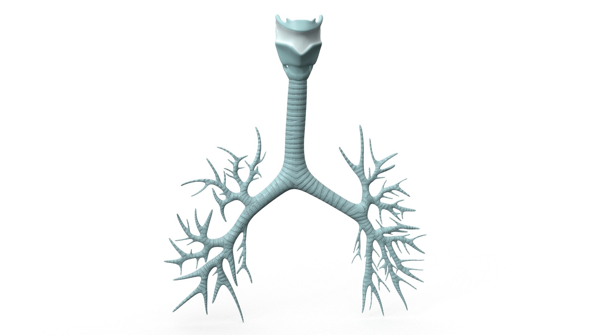 3D Bronchial Tree Anatomical Structure - TurboSquid 2389342