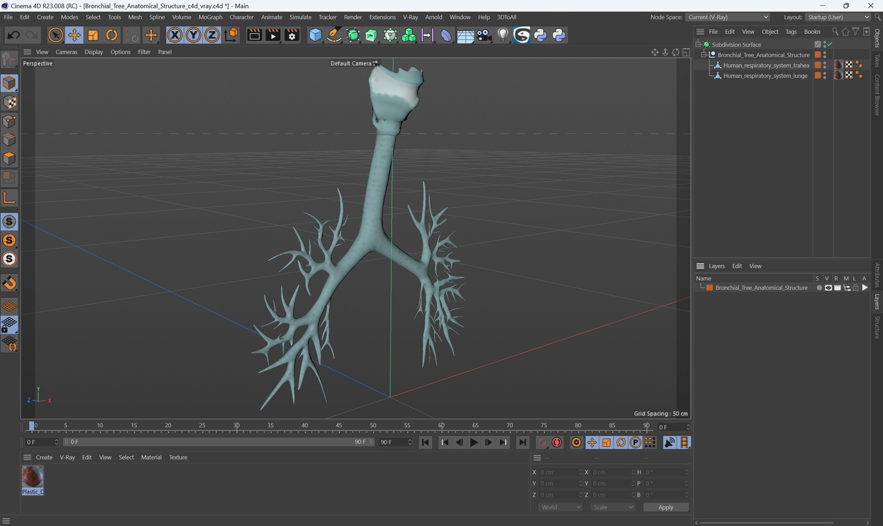 3D Bronchial Tree Anatomical Structure - TurboSquid 2389342