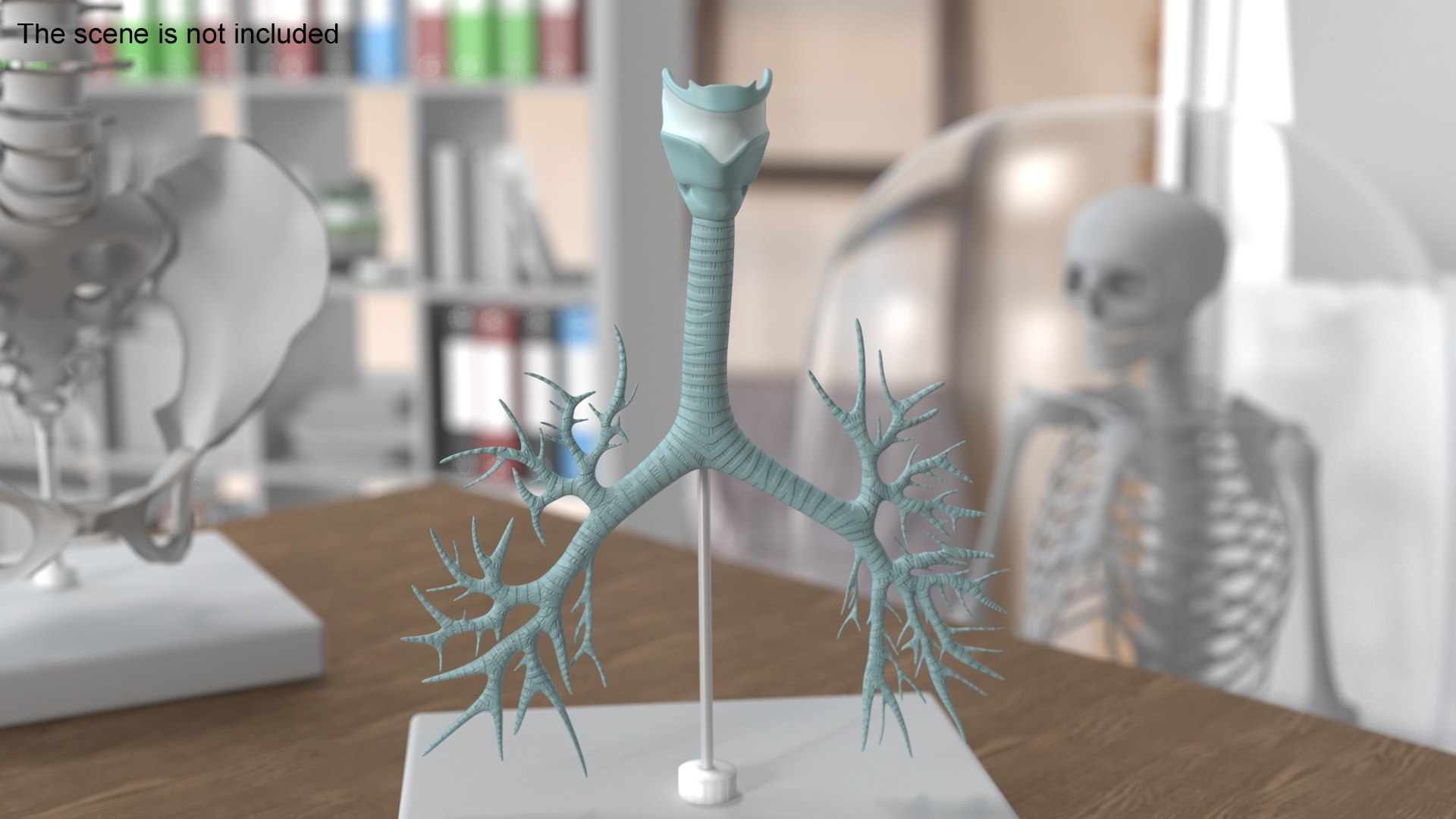 3D Bronchial Tree Anatomical Structure - TurboSquid 2389342