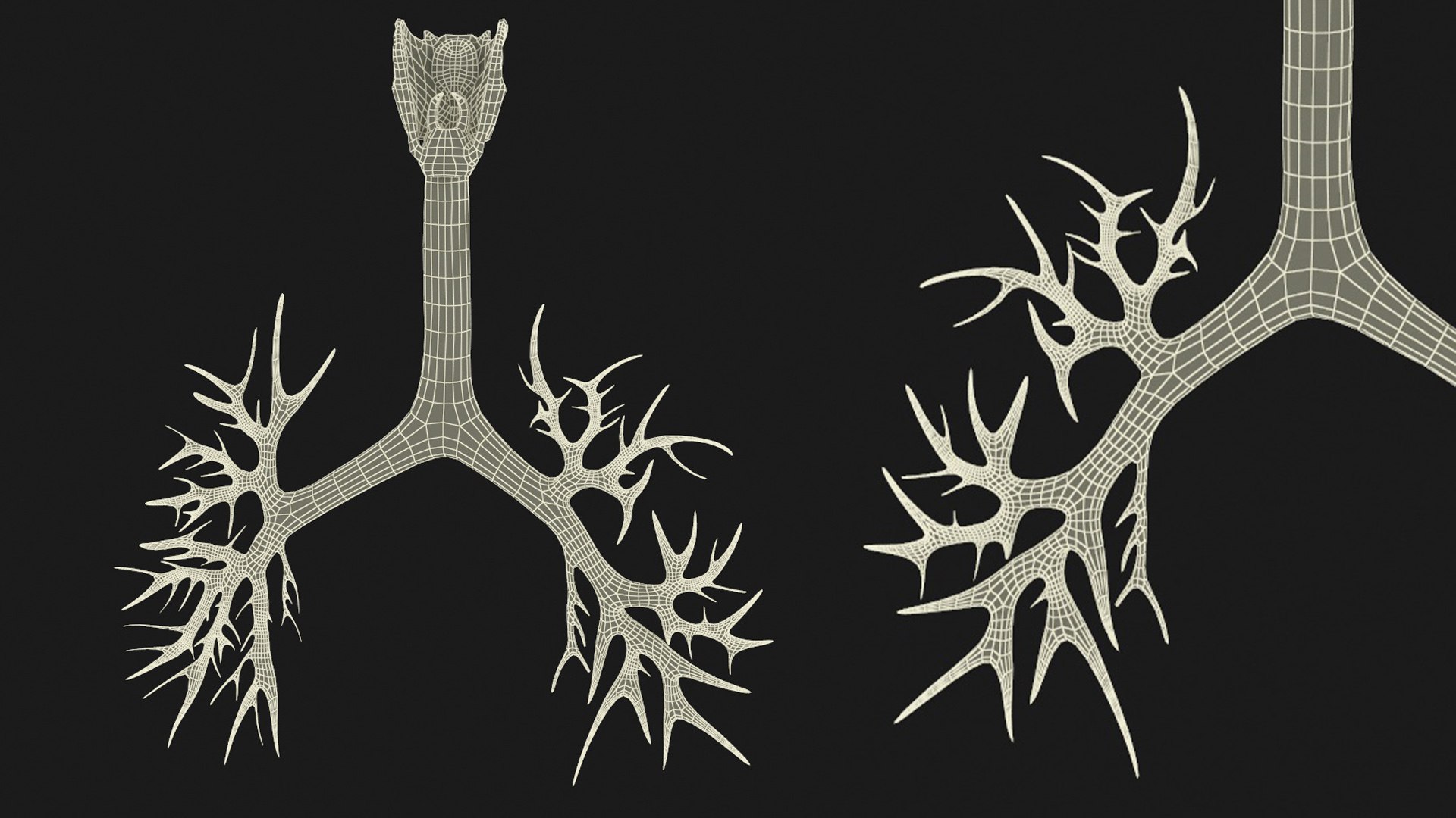 3D Bronchial Tree Anatomical Structure - TurboSquid 2389342