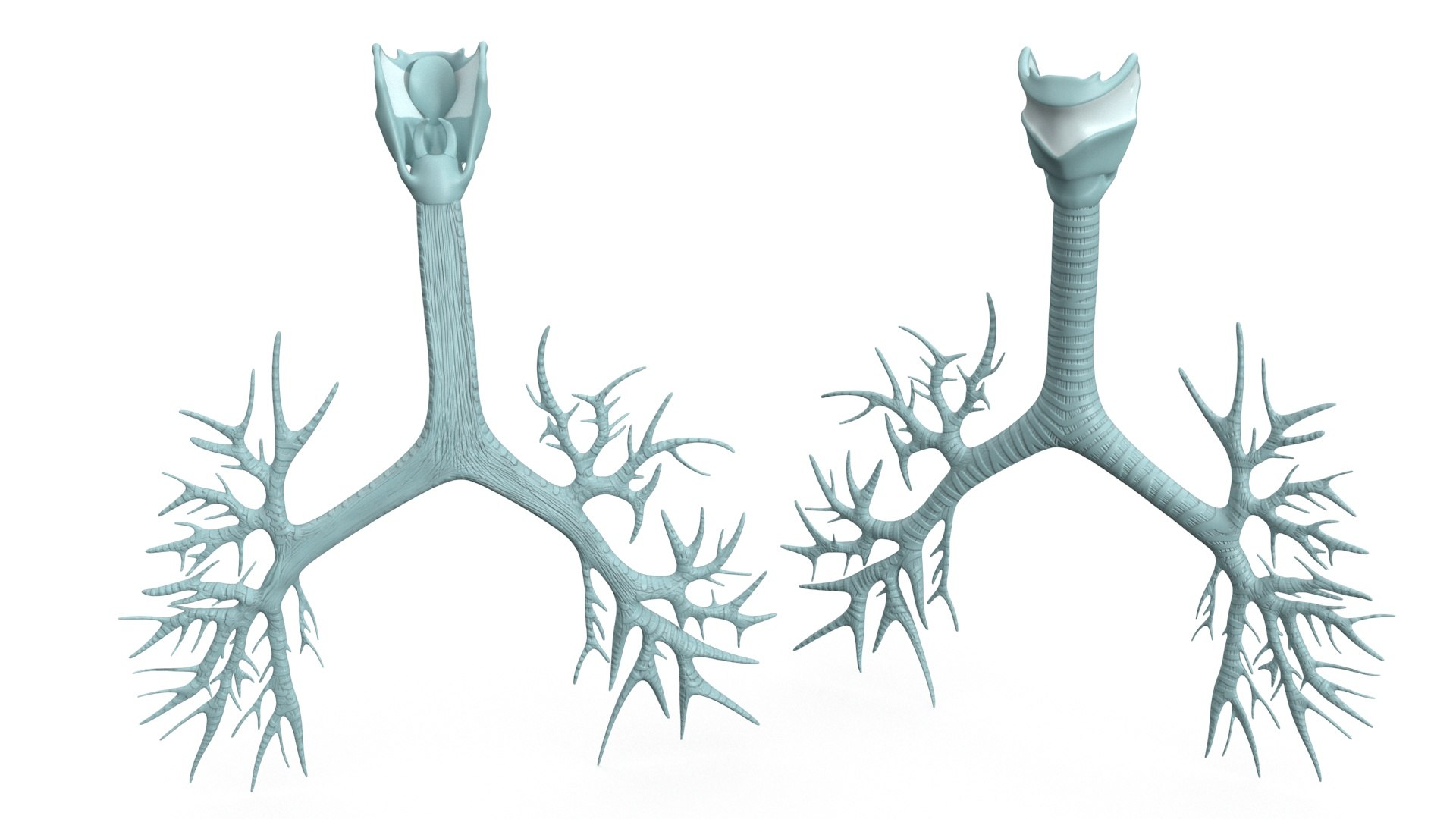 3D Bronchial Tree Anatomical Structure - TurboSquid 2389342