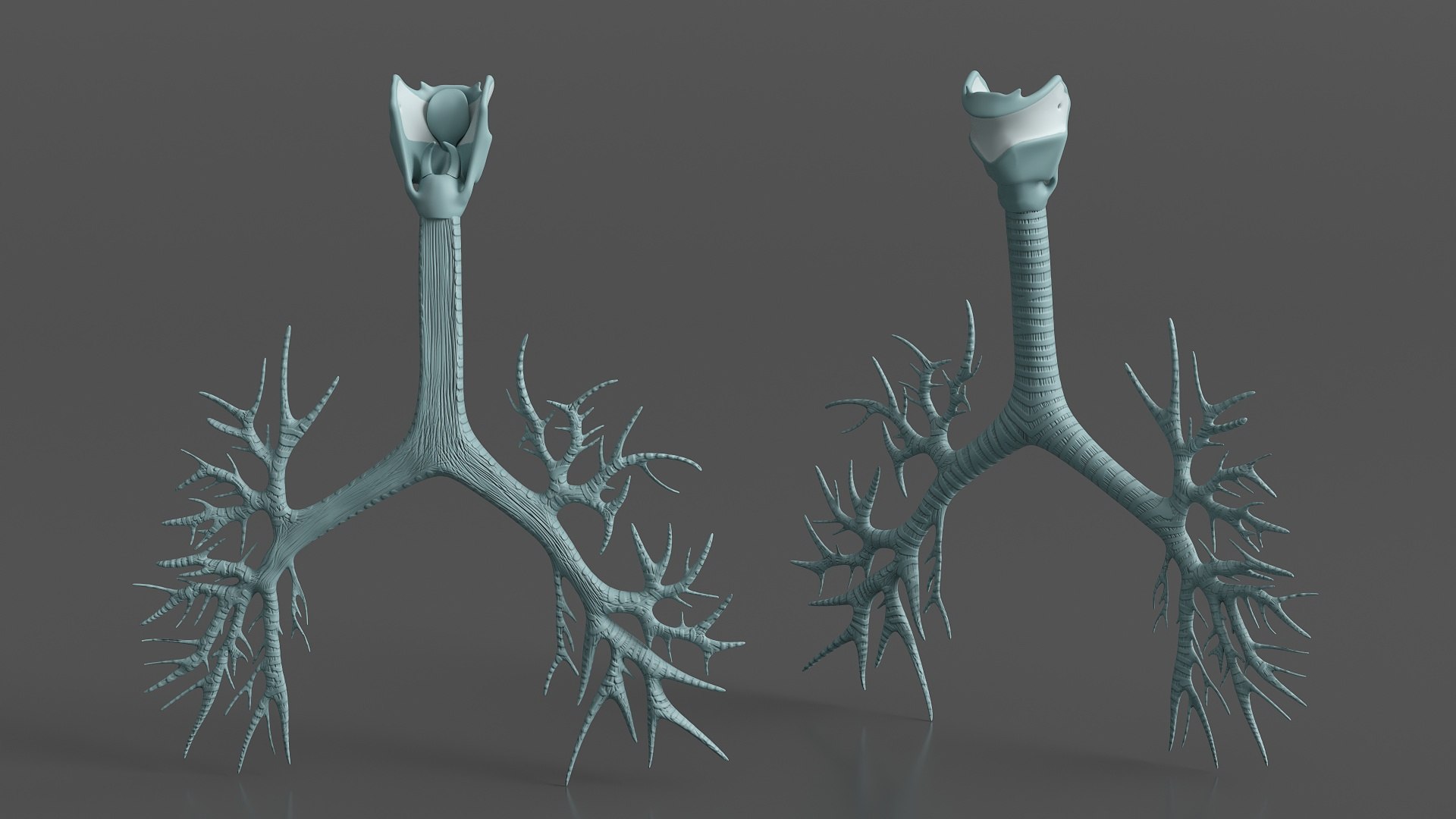 3D Bronchial Tree Anatomical Structure - TurboSquid 2389342