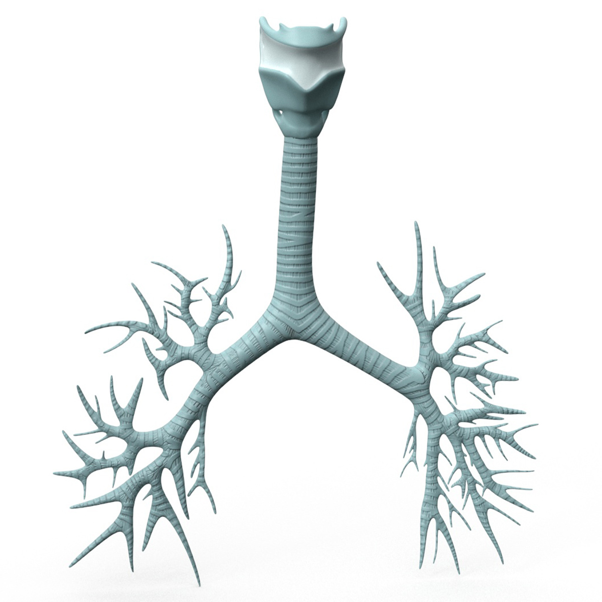modelo 3d Estructura anatómica del árbol bronquial - TurboSquid 2389342