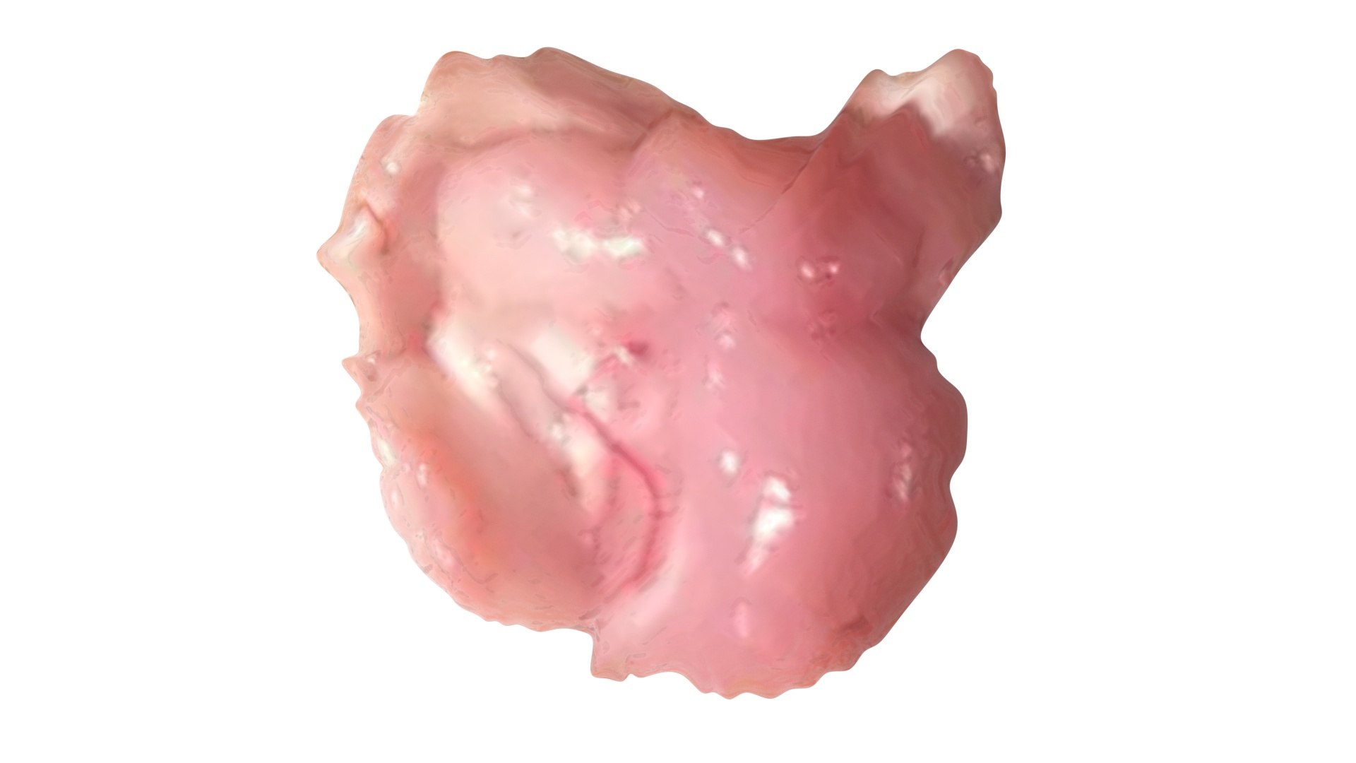 3D Chicken Brain Model - TurboSquid 2249524