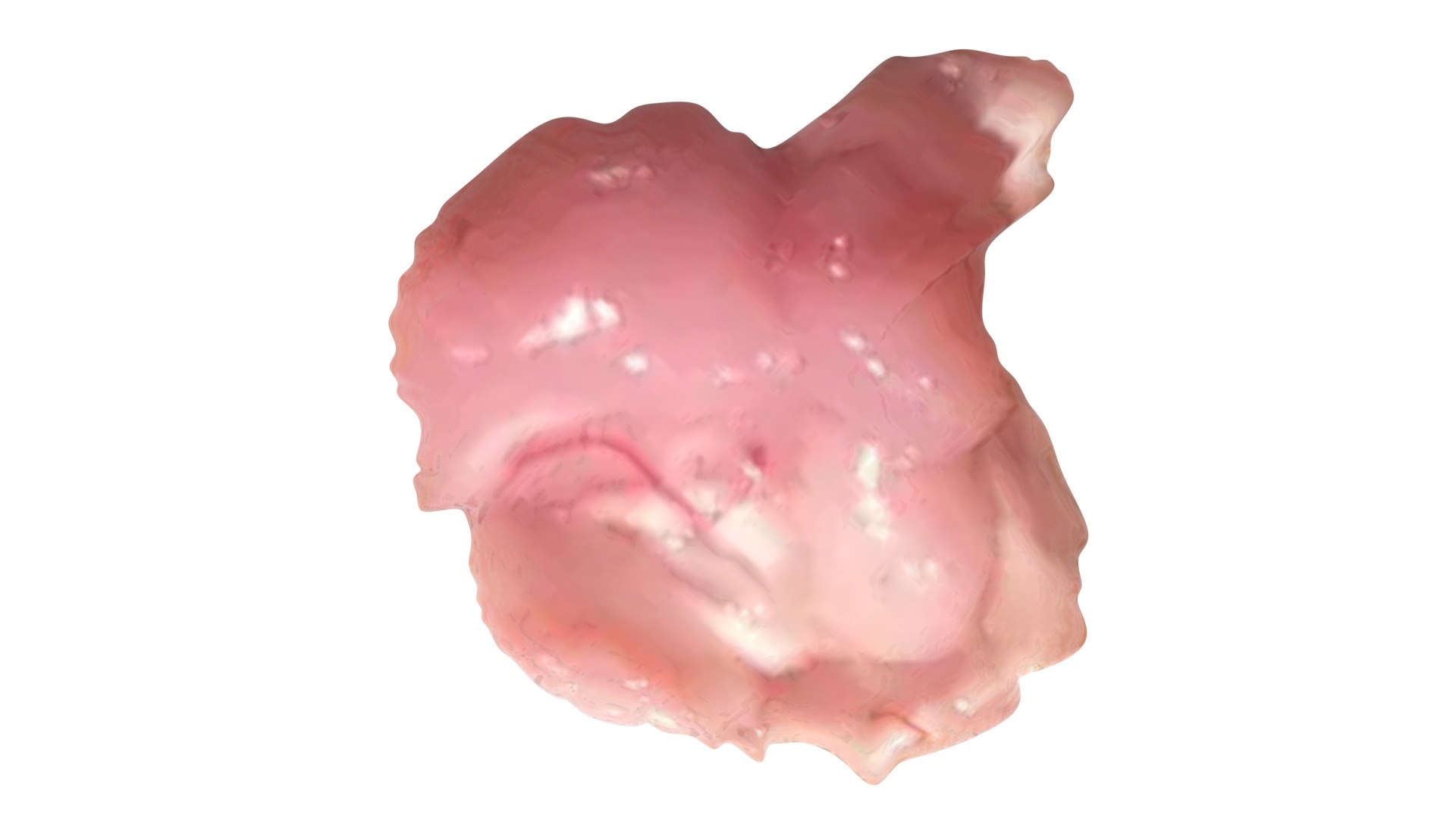 3D Chicken Brain Model - TurboSquid 2249524
