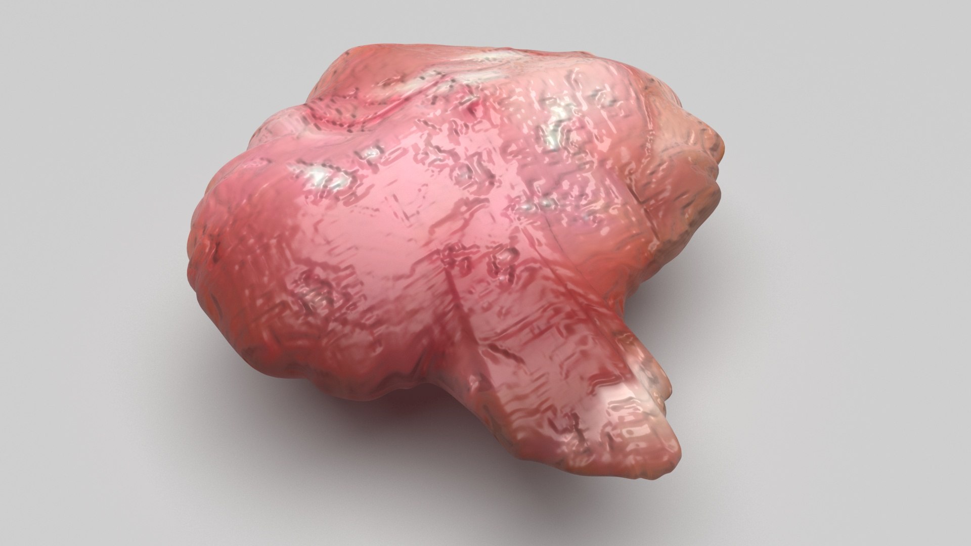 3D Chicken Brain Model - TurboSquid 2249524