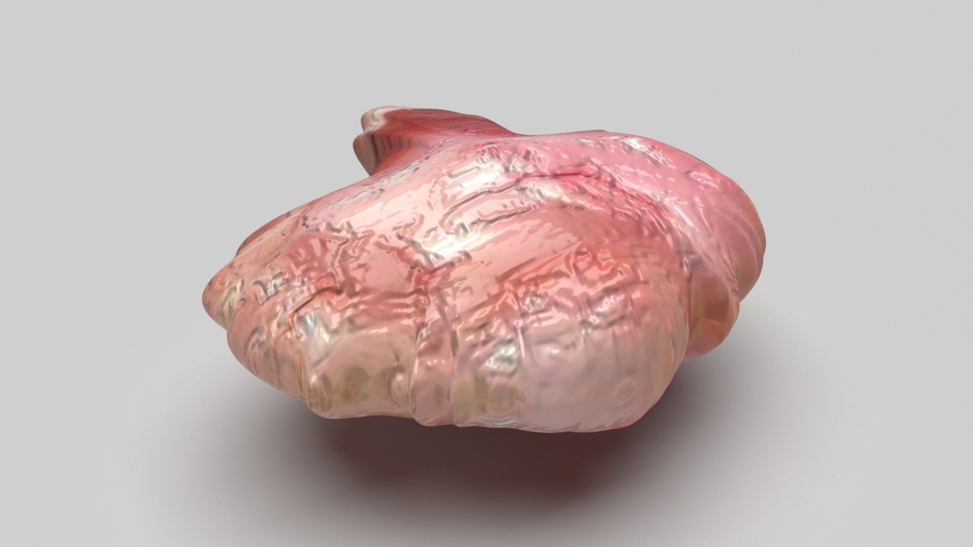 3D Chicken Brain Model - TurboSquid 2249524