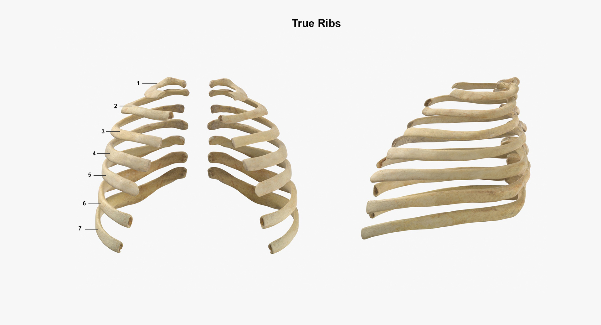 3D Human Male Ribs Sternum Spine and Pelvis Bones Collection Yellow ...