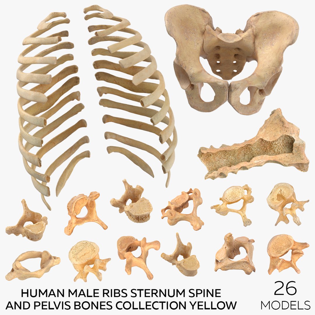 3D Human Male Ribs Sternum Spine and Pelvis Bones Collection Yellow ...