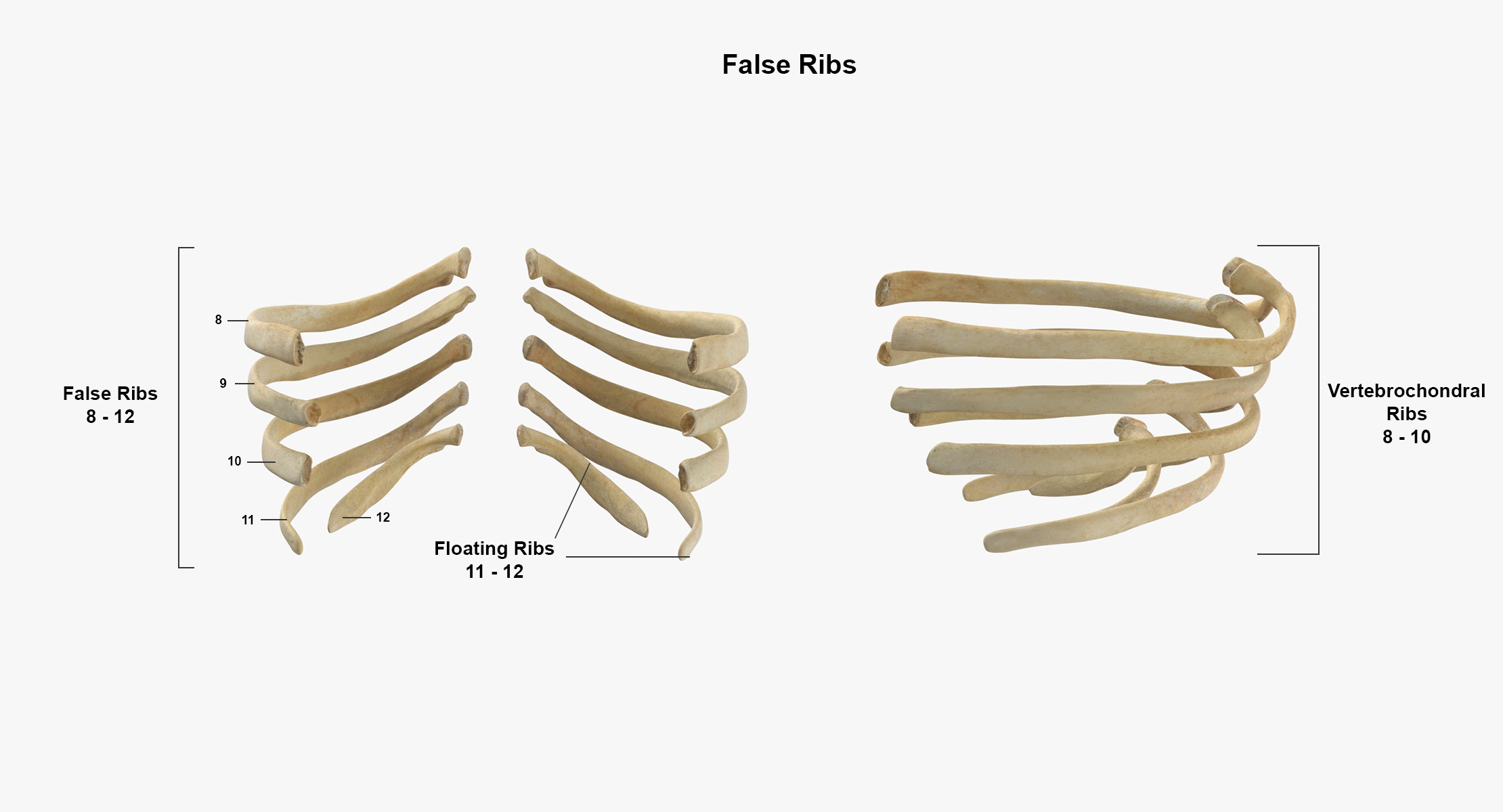 3D Human Male Ribs Sternum Spine and Pelvis Bones Collection Yellow ...