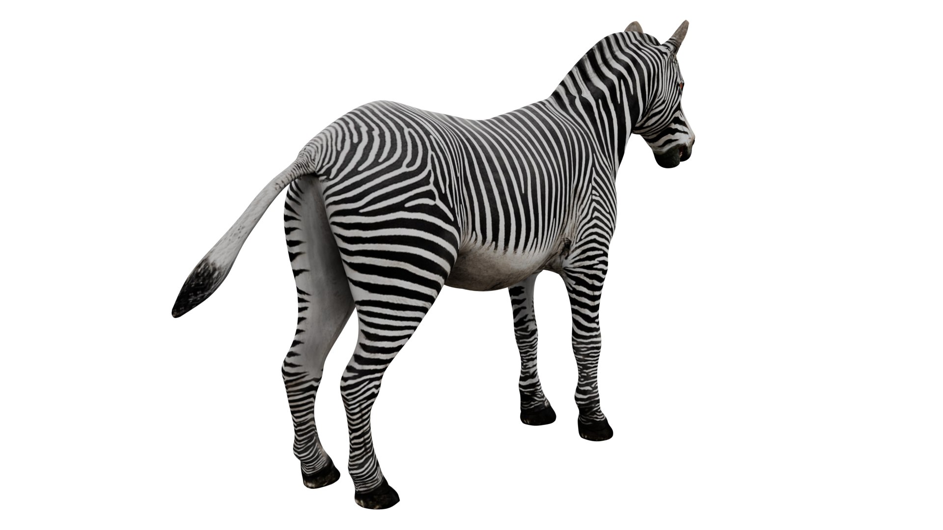 3D Zebra Rigged - TurboSquid 2190907