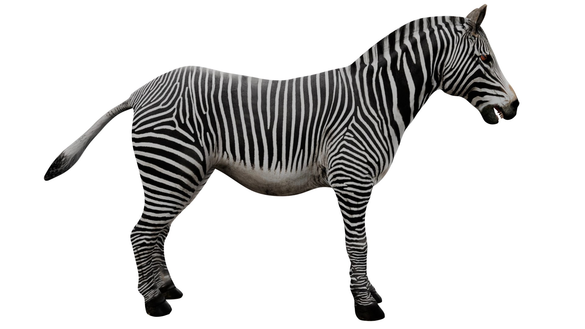 3D Zebra Rigged - TurboSquid 2190907