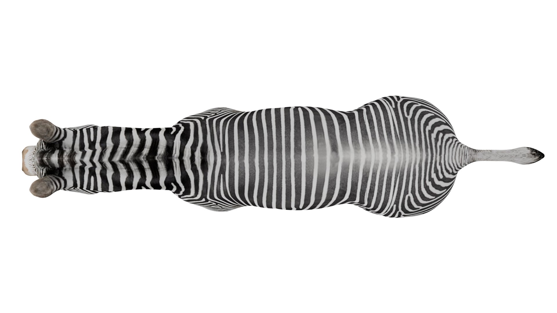 3D Zebra Rigged - TurboSquid 2190907