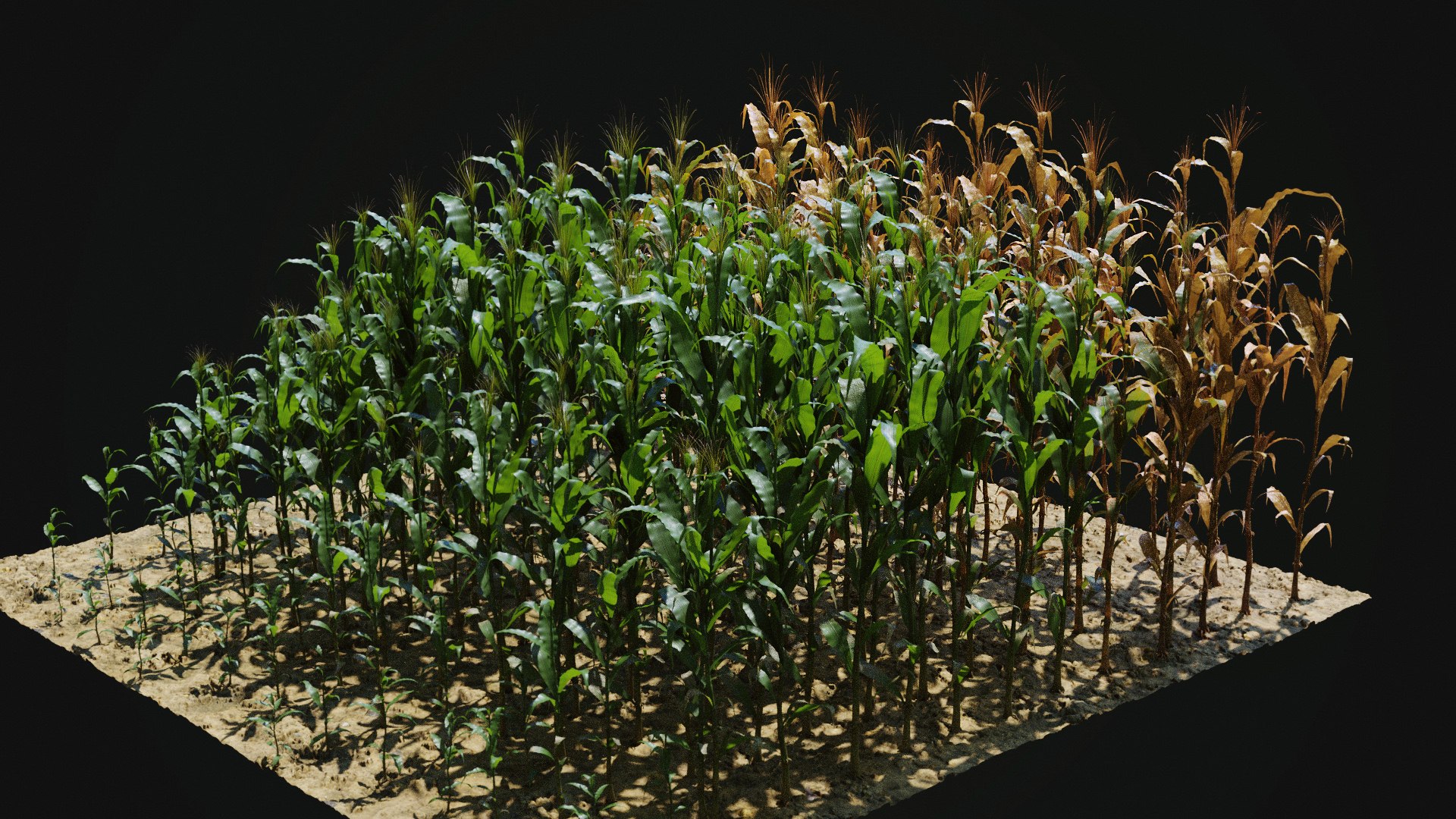 Corn Plants 15 Types 3D Model - TurboSquid 1394964